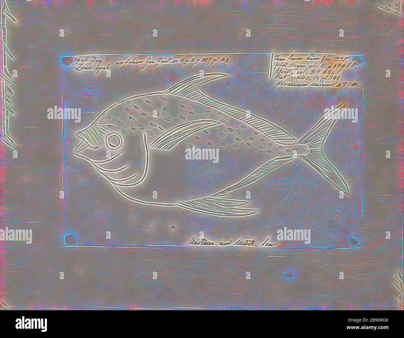 Family molidae hi-res stock photography and images - Alamy