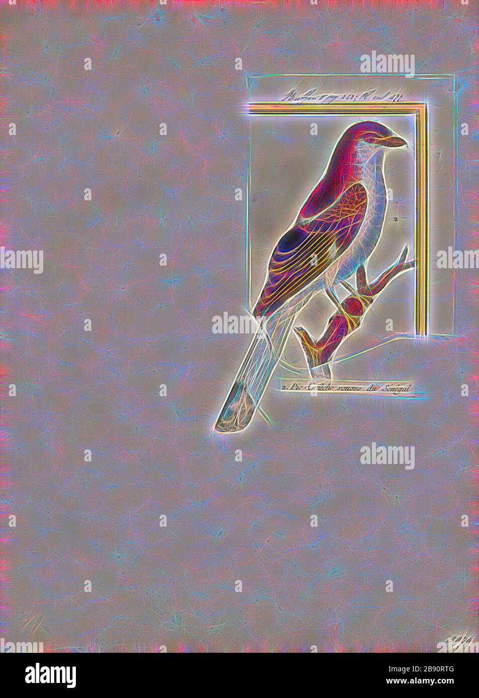 Lanius genus hi-res stock photography and images - Alamy