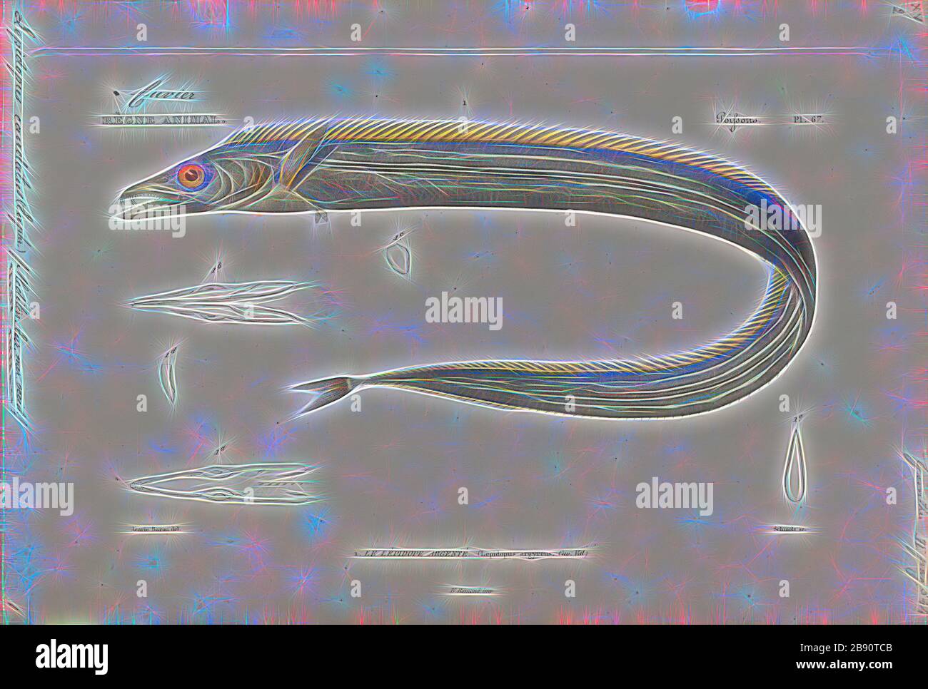 Trichiuridae hi-res stock photography and images - Alamy