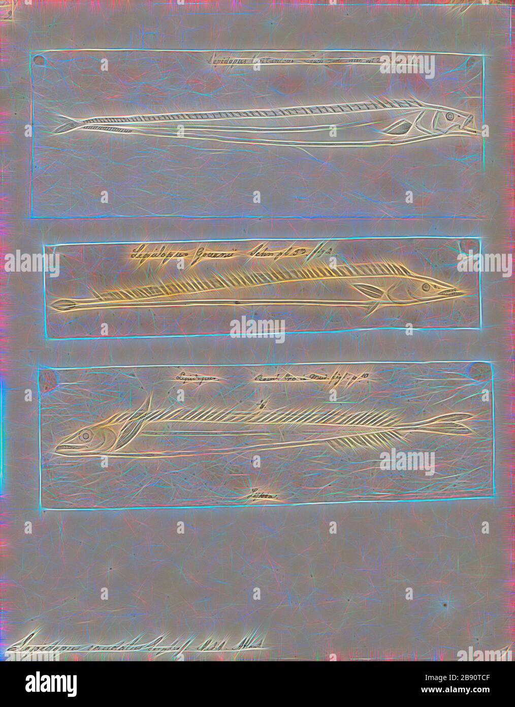 Lepidopus caudatus, Print, The silver scabbardfish (also frostfish ...