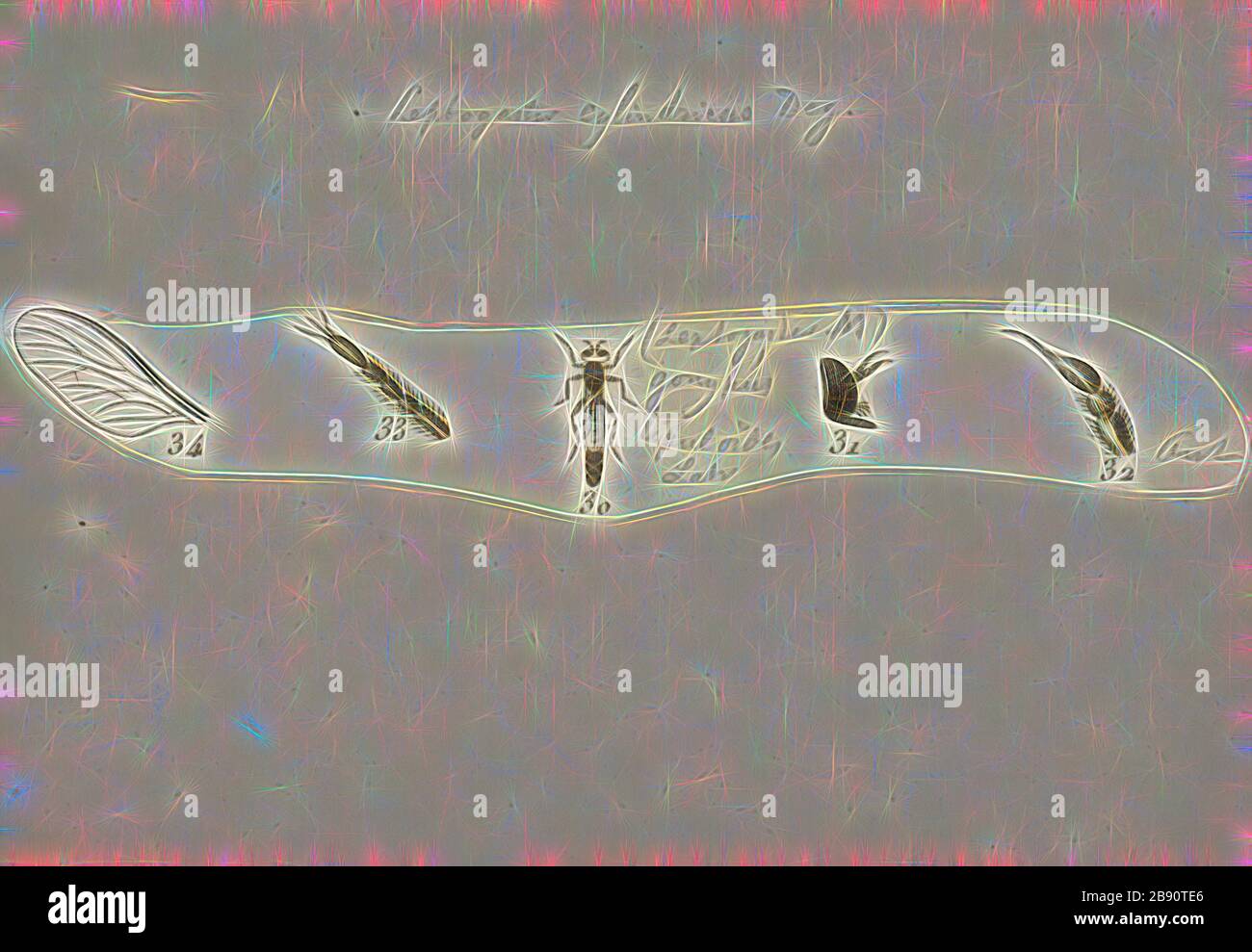 Leptogaster, Print, Leptogaster is a genus of robber flies in the ...