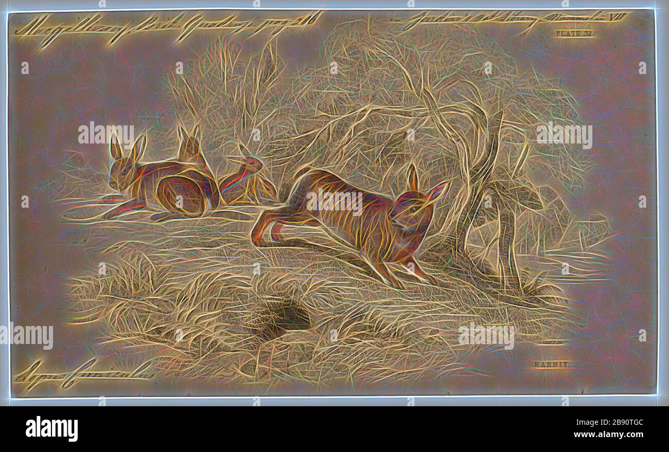 Lepus cuniculus, Print, Hare, Hares and jackrabbits are leporids ...