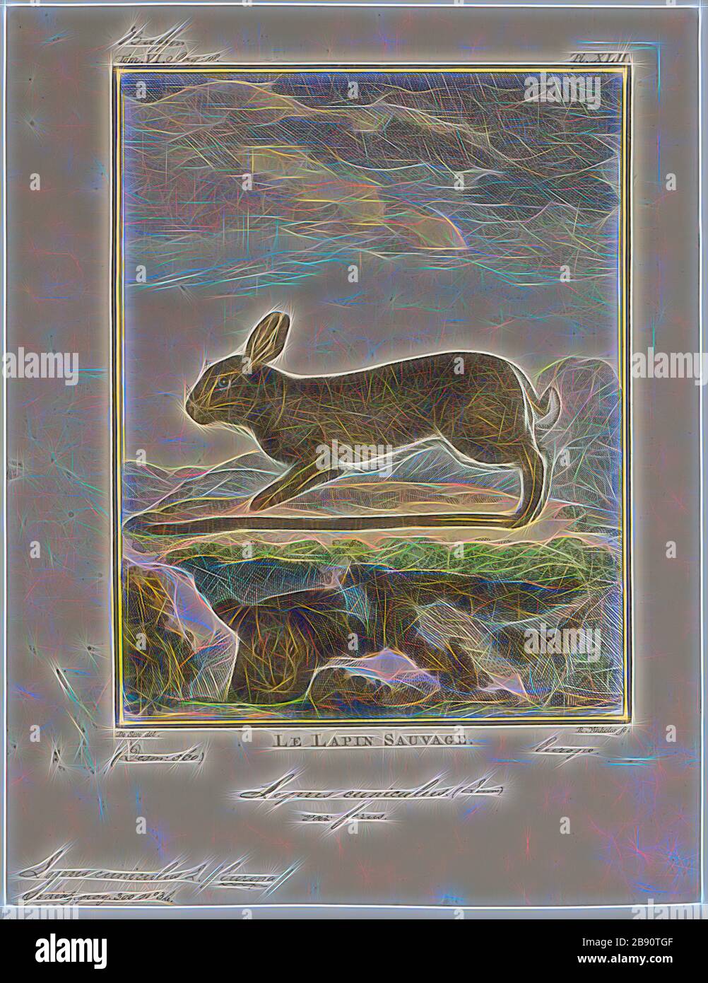 Lepus cuniculus, Print, Hare, Hares and jackrabbits are leporids ...