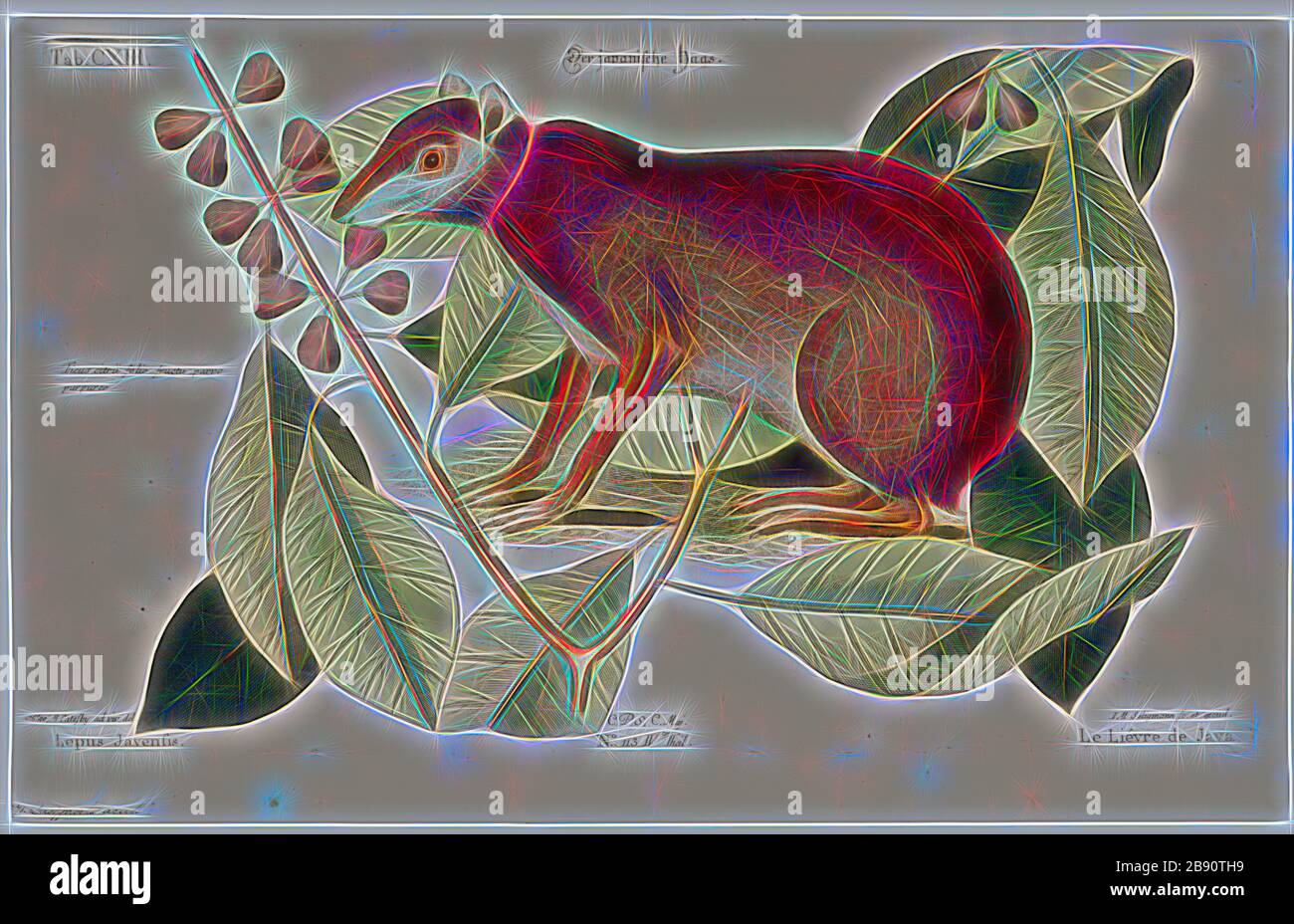 Lepus javensis, Print, Hare, Hares and jackrabbits are leporids ...