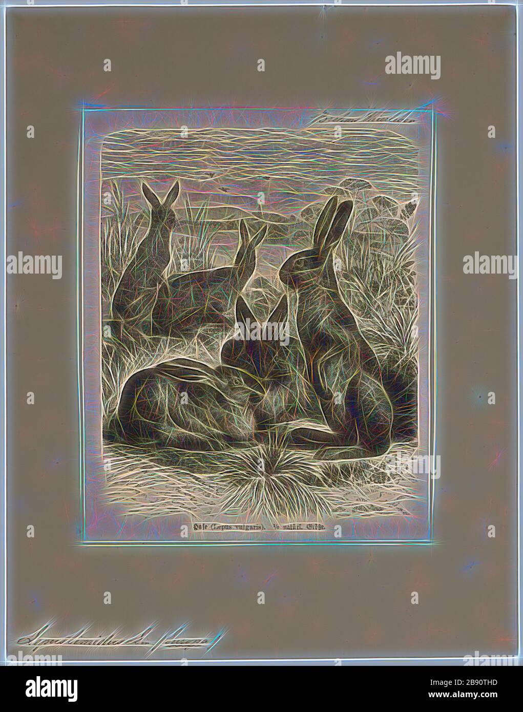 Lepus timidus, Print, The mountain hare (Lepus timidus), also known as ...