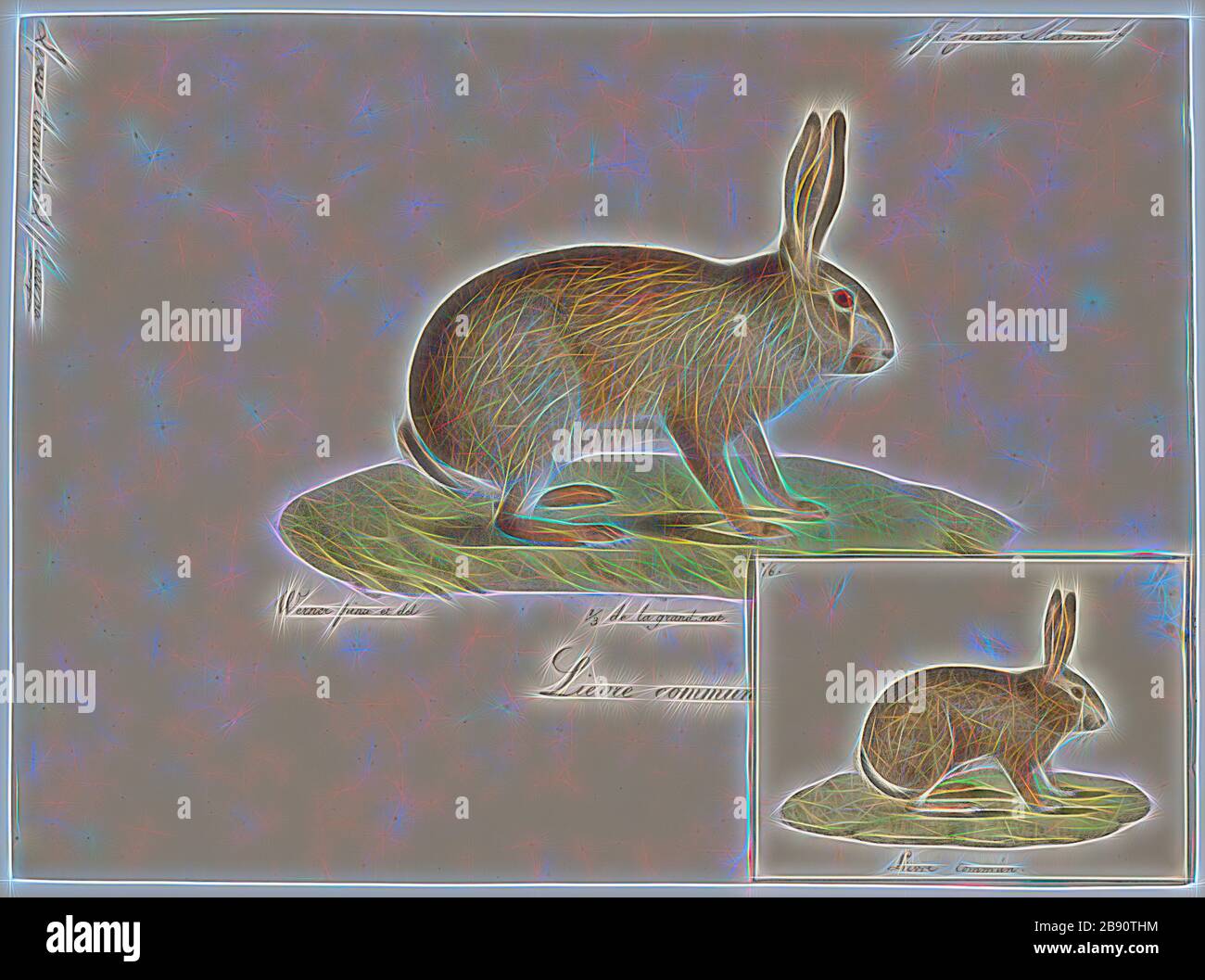 Lepus timidus, Print, The mountain hare (Lepus timidus), also known as ...