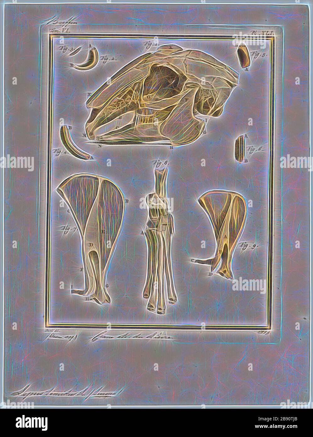 Lepus timidus, Print, The mountain hare (Lepus timidus), also known as ...