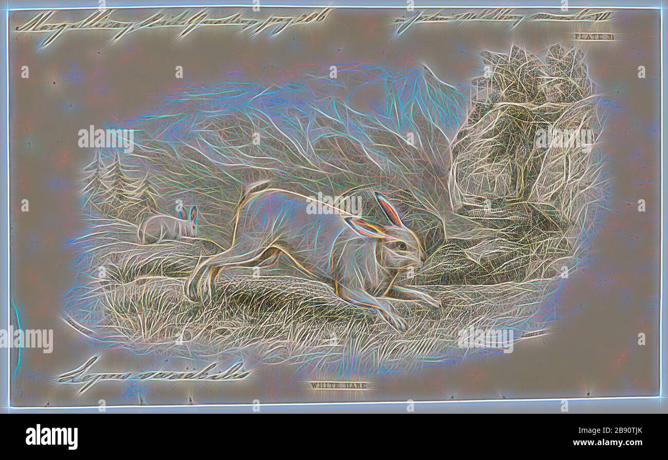 Lepus variabilis, Print, Hare, Hares and jackrabbits are leporids ...