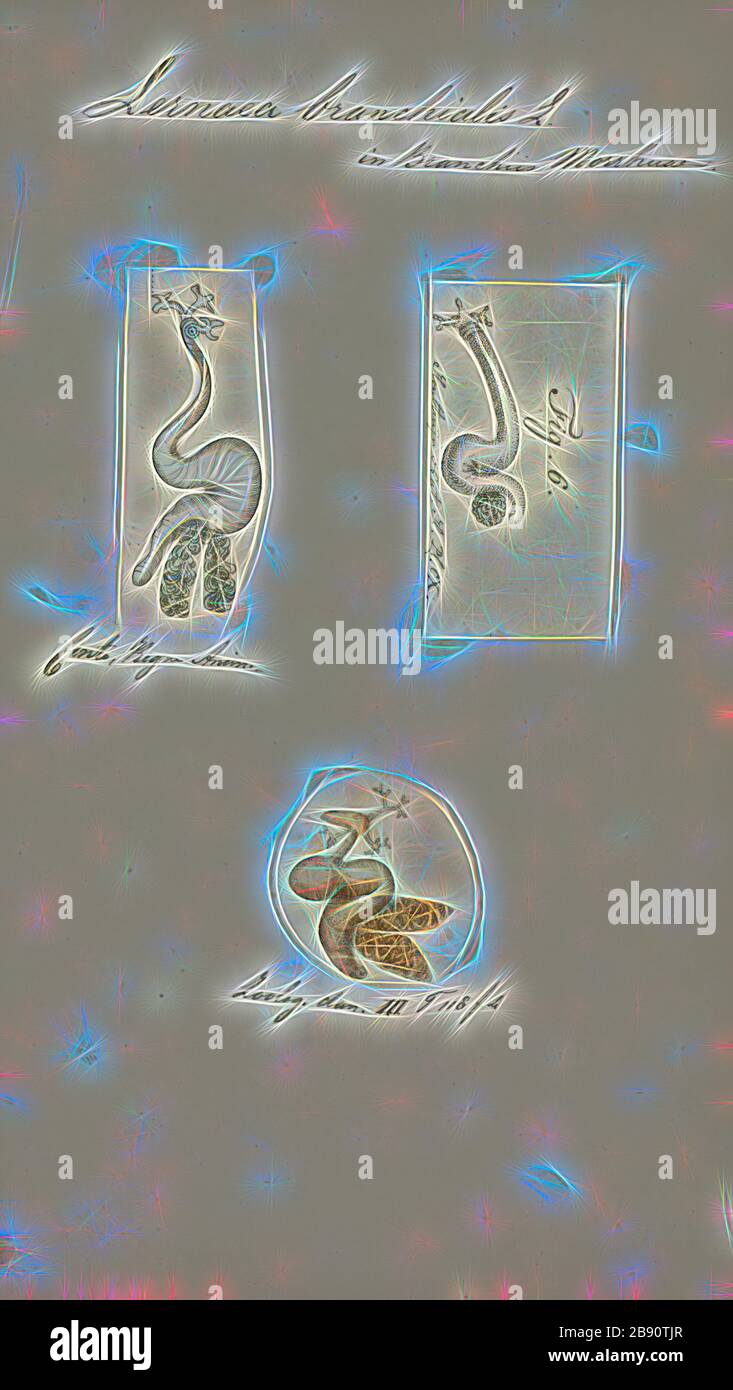 Lernaeocera branchialis hi-res stock photography and images - Alamy