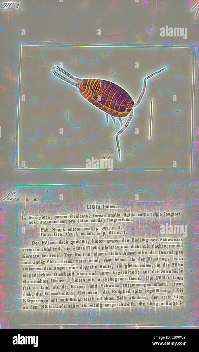 Terrestrial isopods hi-res stock photography and images - Alamy