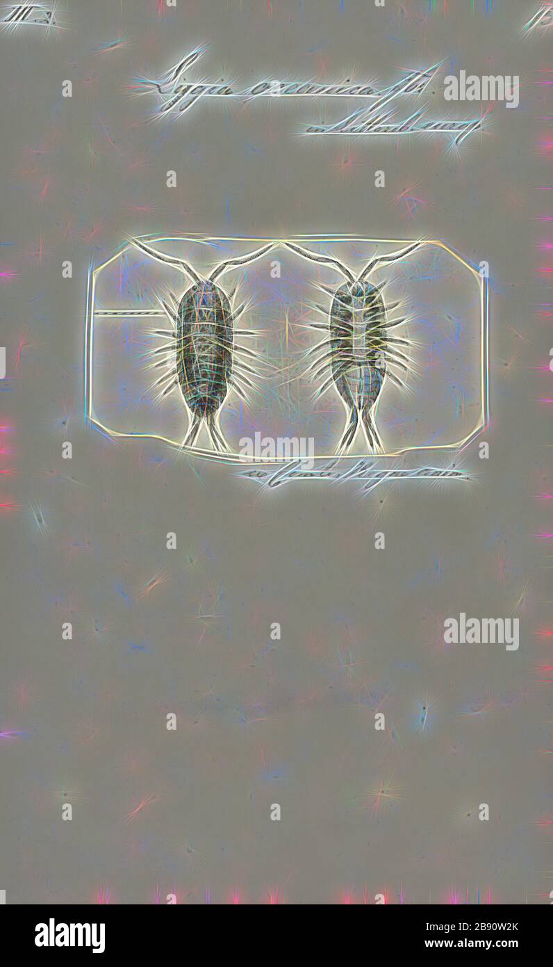 Ligia oceanica, Print, Ligia oceanica, the sea slater, common sea ...