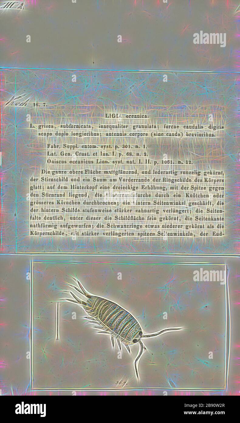 Sea woodlouse hi-res stock photography and images - Alamy