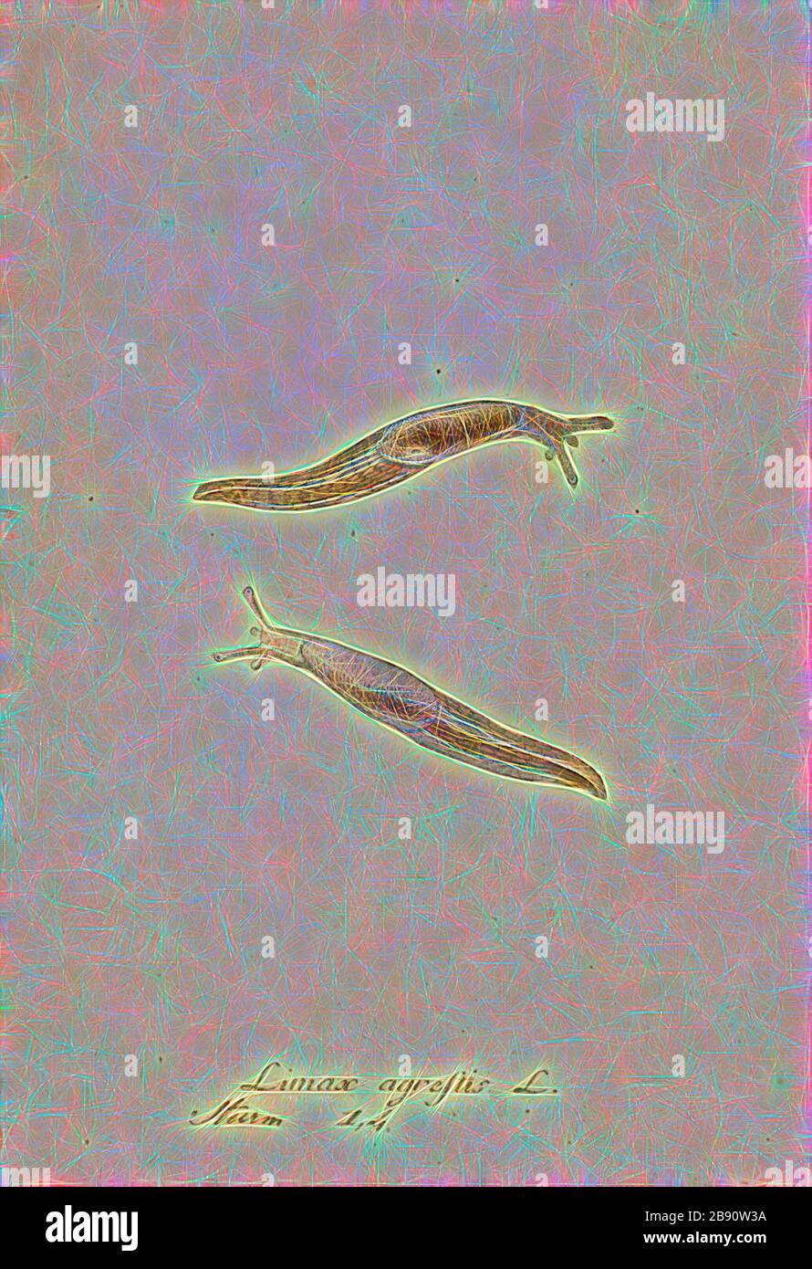 Limax agrestis, Print, Limax is a genus of air-breathing land slugs in ...