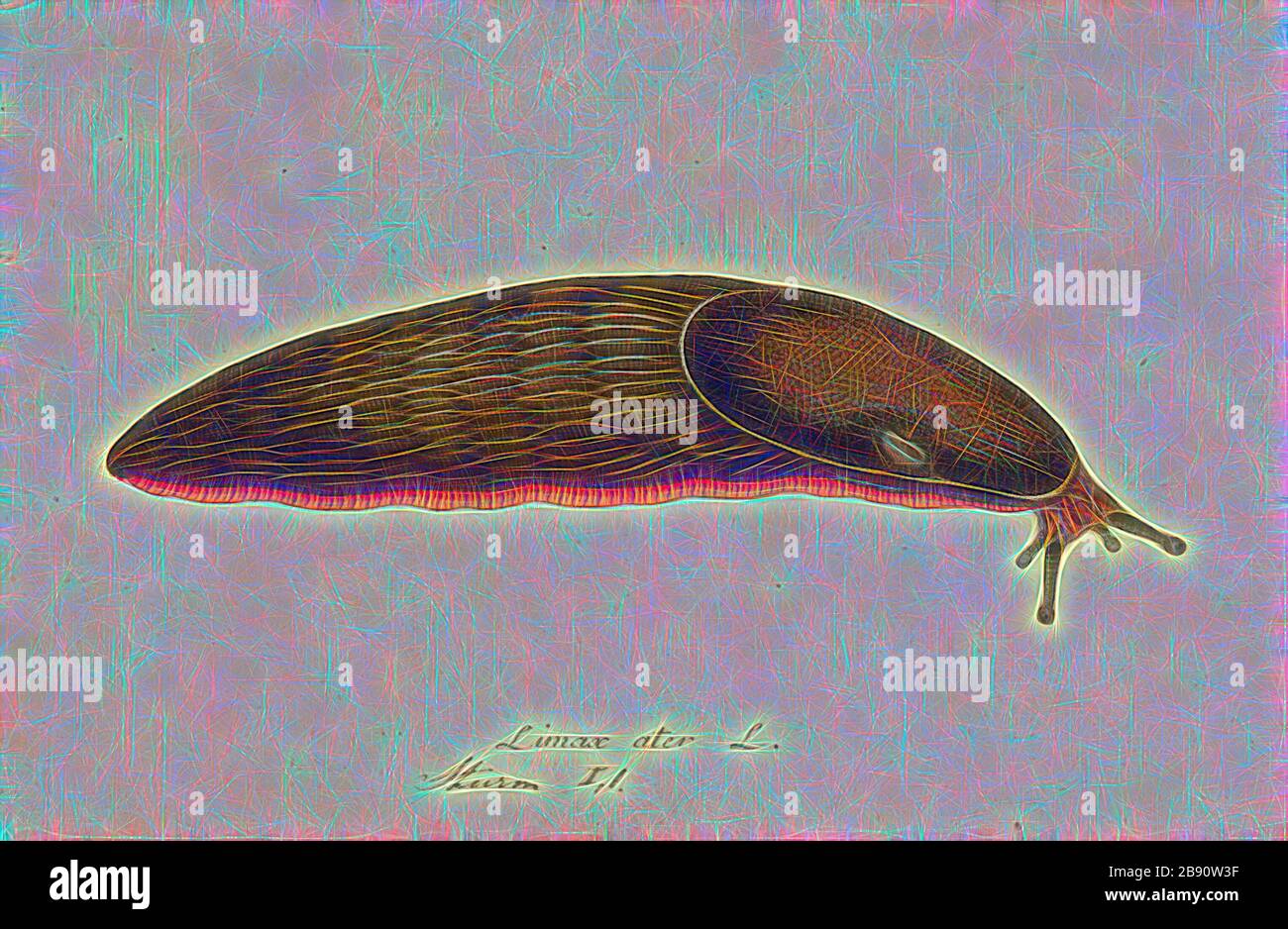 Limax ater, Print, Limax is a genus of air-breathing land slugs in the ...