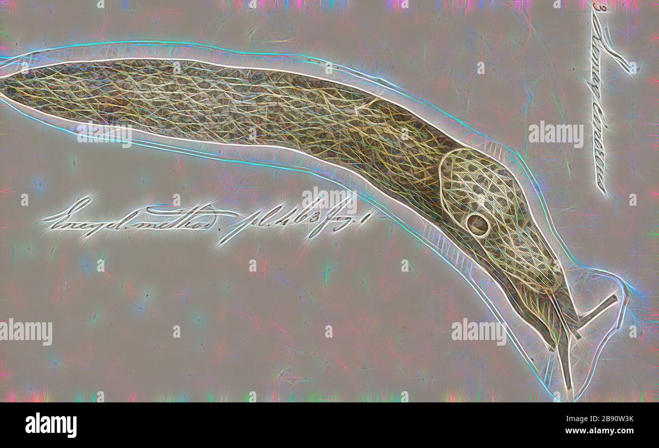 Limax cinereus, Print, Limax is a genus of air-breathing land slugs in ...