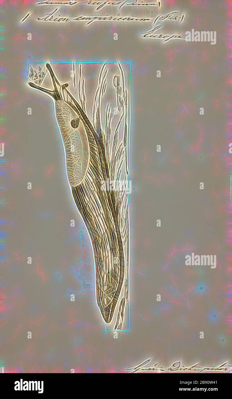 Limax rufus, Print, Limax is a genus of air-breathing land slugs in the ...