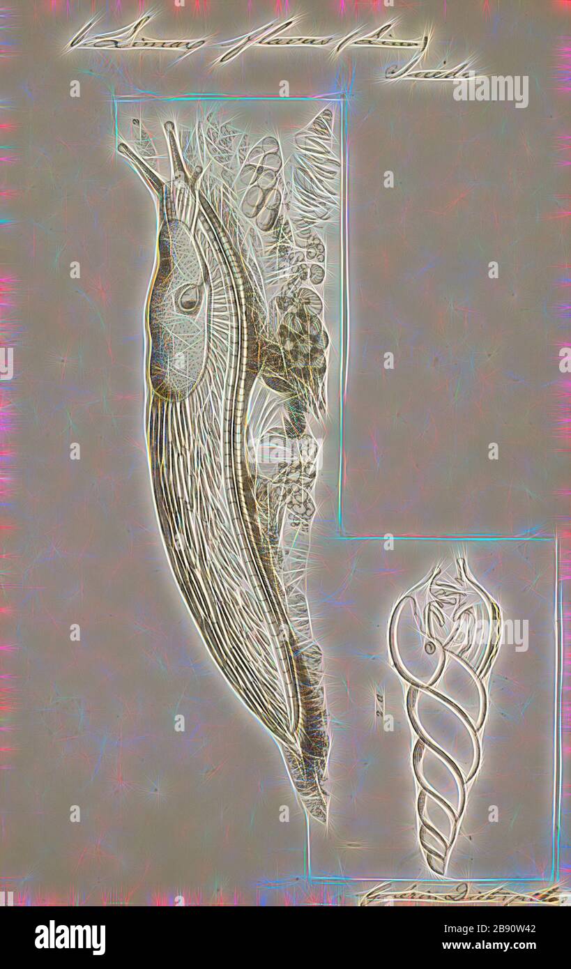 Limax flavus, Print, Limacus flavus, known commonly as the cellar slug ...