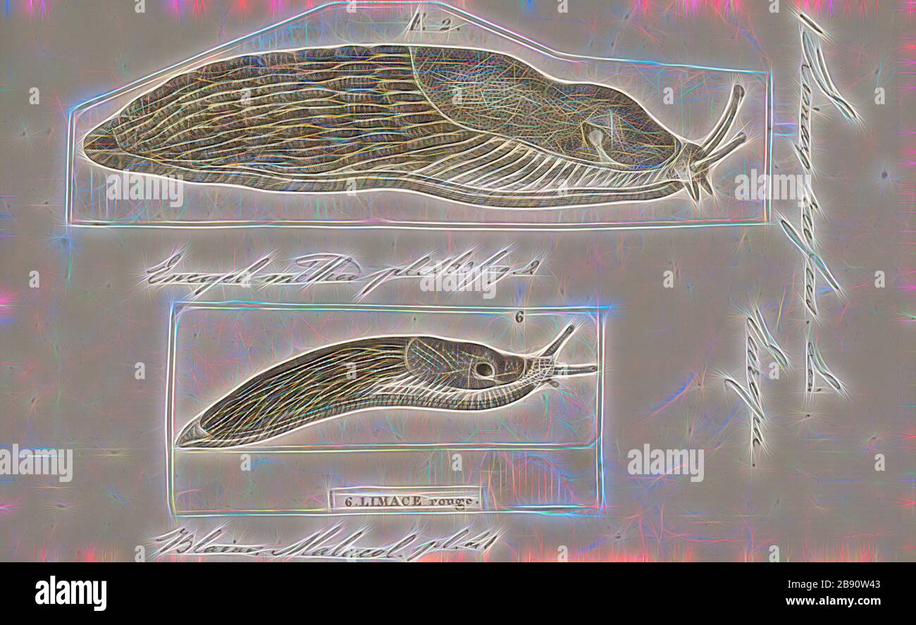 Limax rufus, Print, Limax is a genus of air-breathing land slugs in the ...