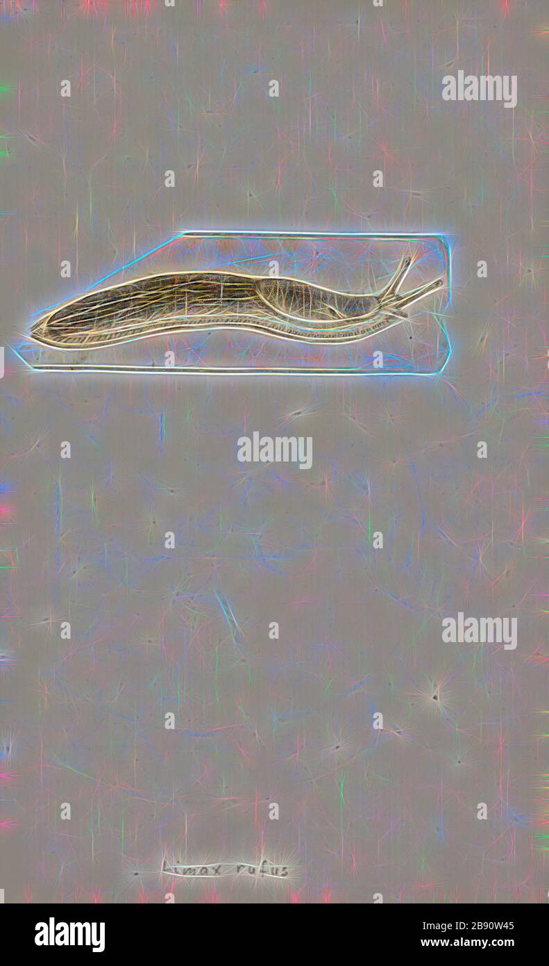 Limax rufus, Print, Limax is a genus of air-breathing land slugs in the ...