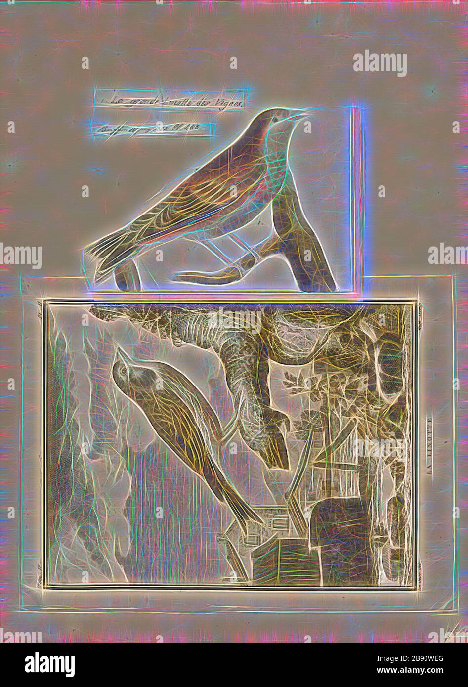 Linaria cannabina, Print, The common linnet (Linaria cannabina) is a ...