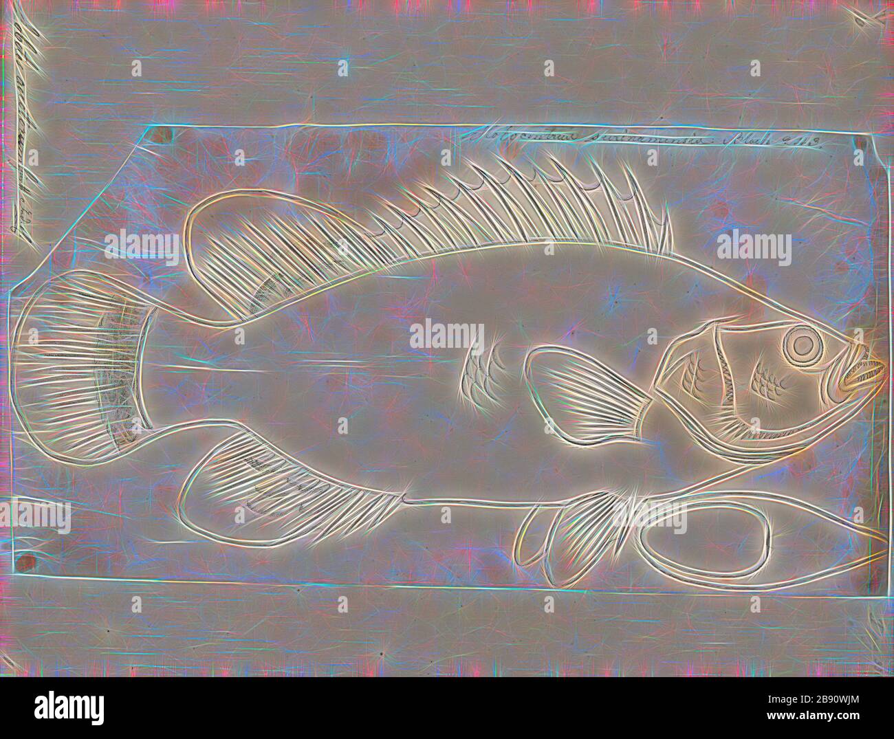 Lobotes auctorum, Print, Tripletail, Lobotes is a genus of perciform ...
