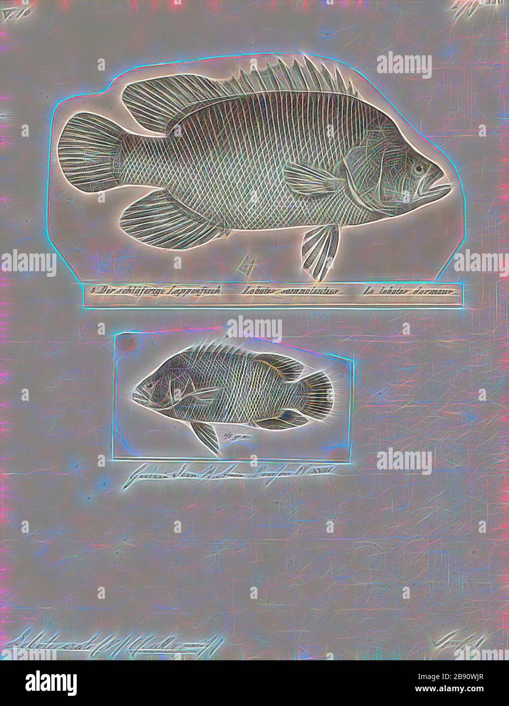 Tripletails native hi-res stock photography and images - Alamy