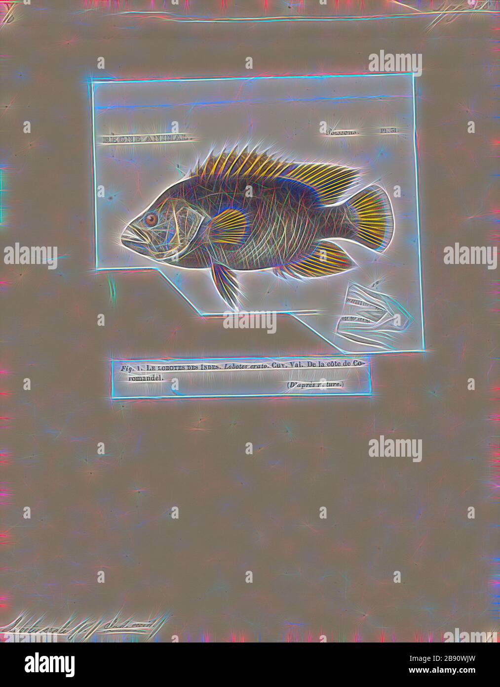 Tripletails native hi-res stock photography and images - Alamy