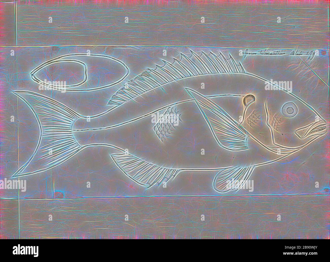 Tripletails native hi-res stock photography and images - Alamy