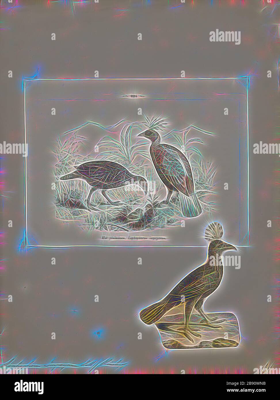 Lophophorus impeyanus, Print, The Himalayan monal (Lophophorus ...