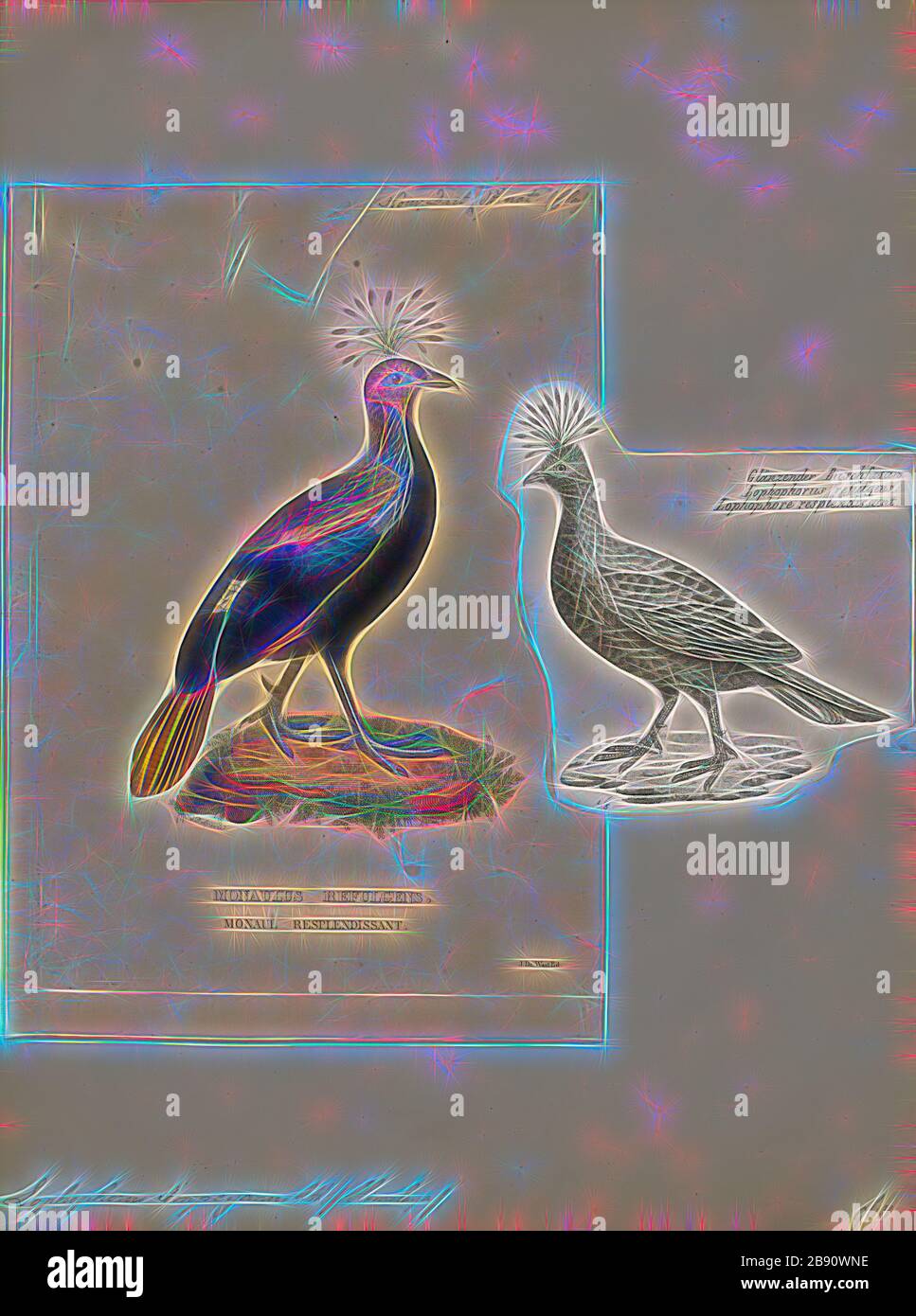 Lophophorus impeyanus, Print, The Himalayan monal (Lophophorus ...