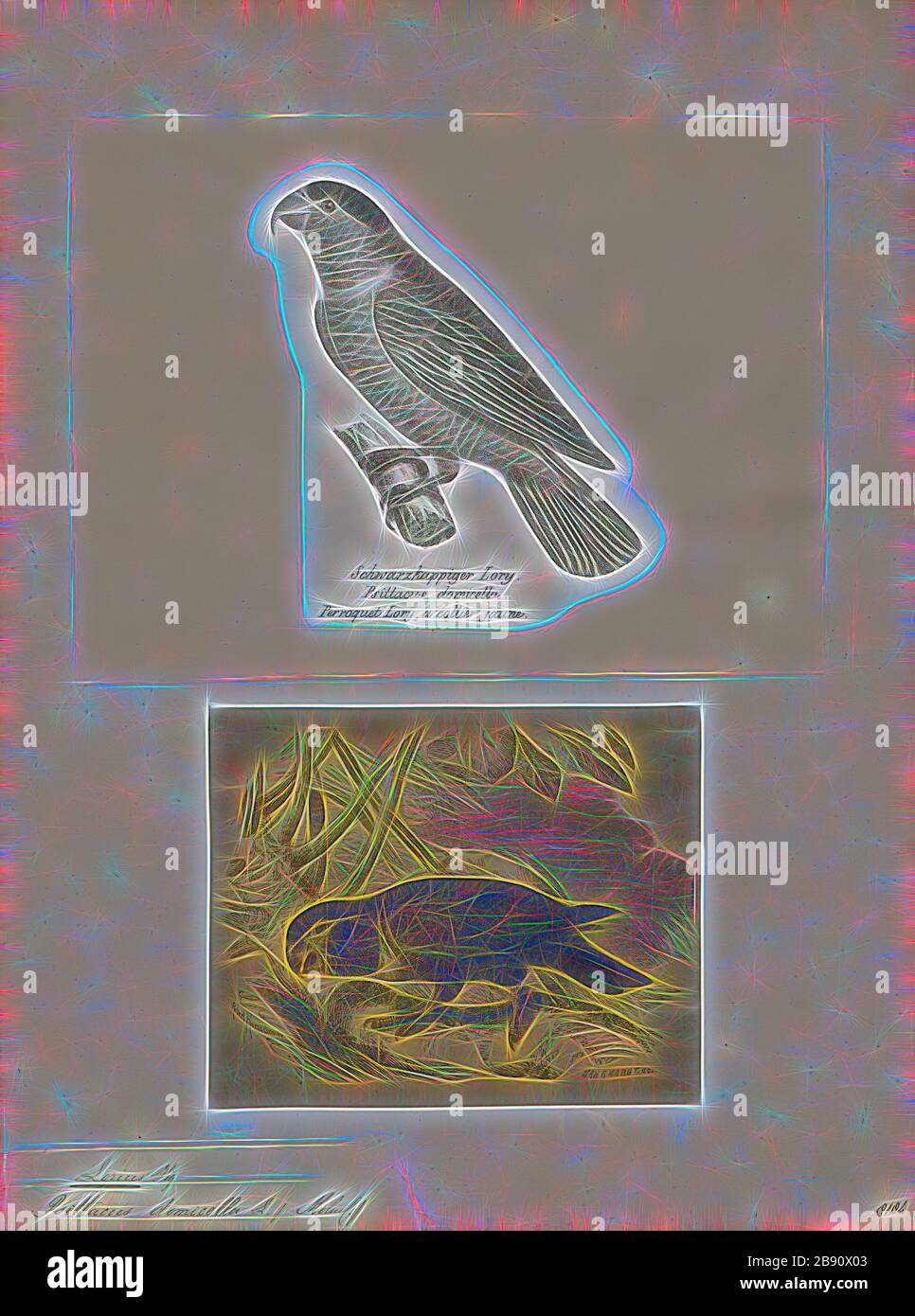 Lorius domicella, Print, The purple-naped lory (Lorius domicella) is a ...