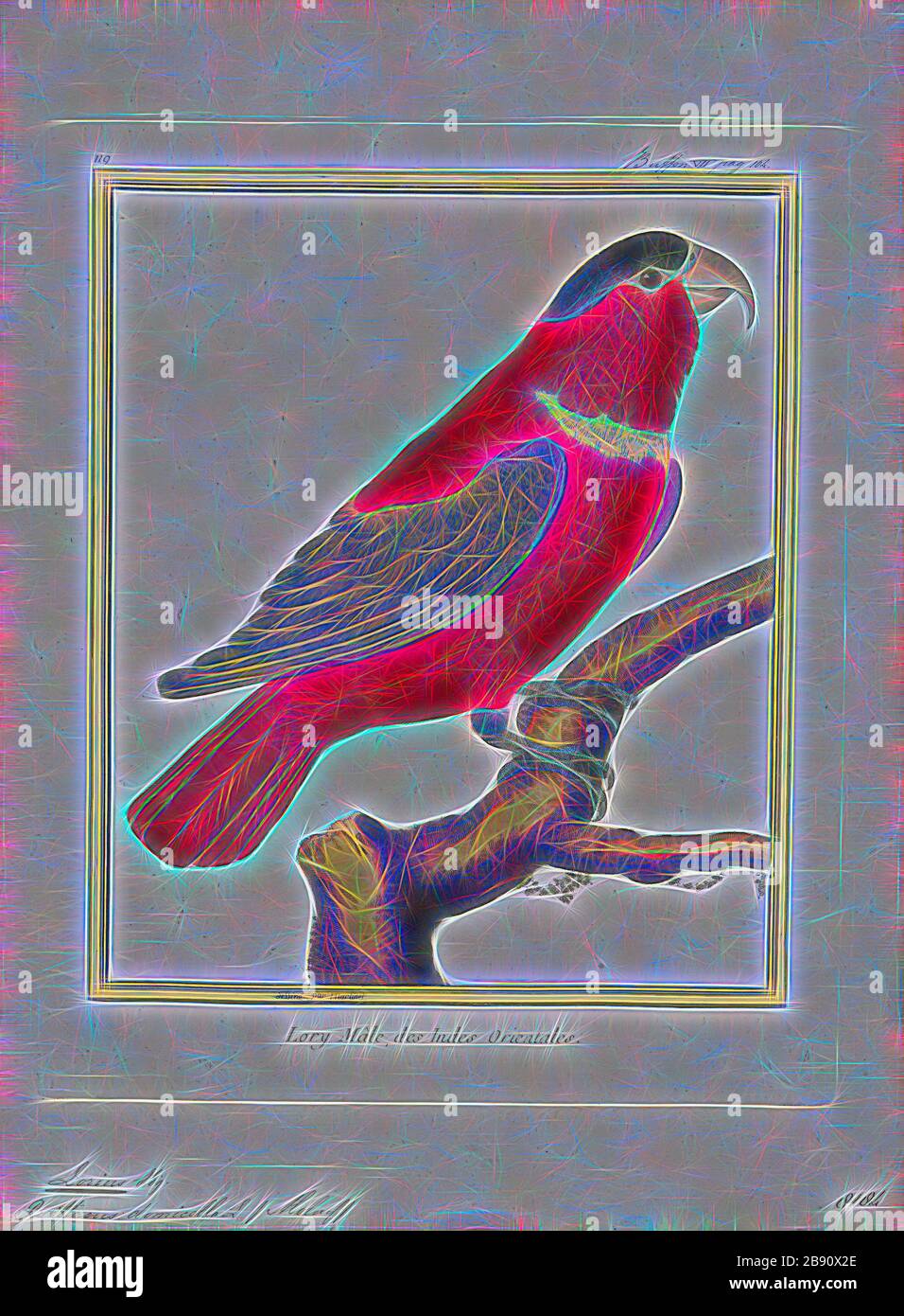 Lorius domicella, Print, The purple-naped lory (Lorius domicella) is a ...