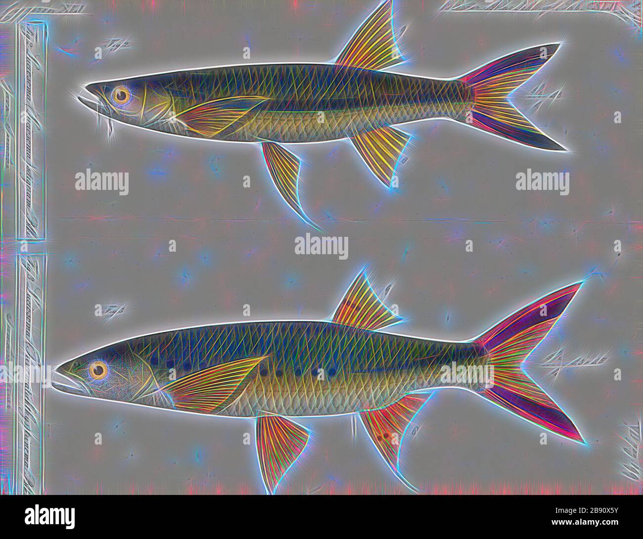 Luciosoma setigerum hi-res stock photography and images - Alamy