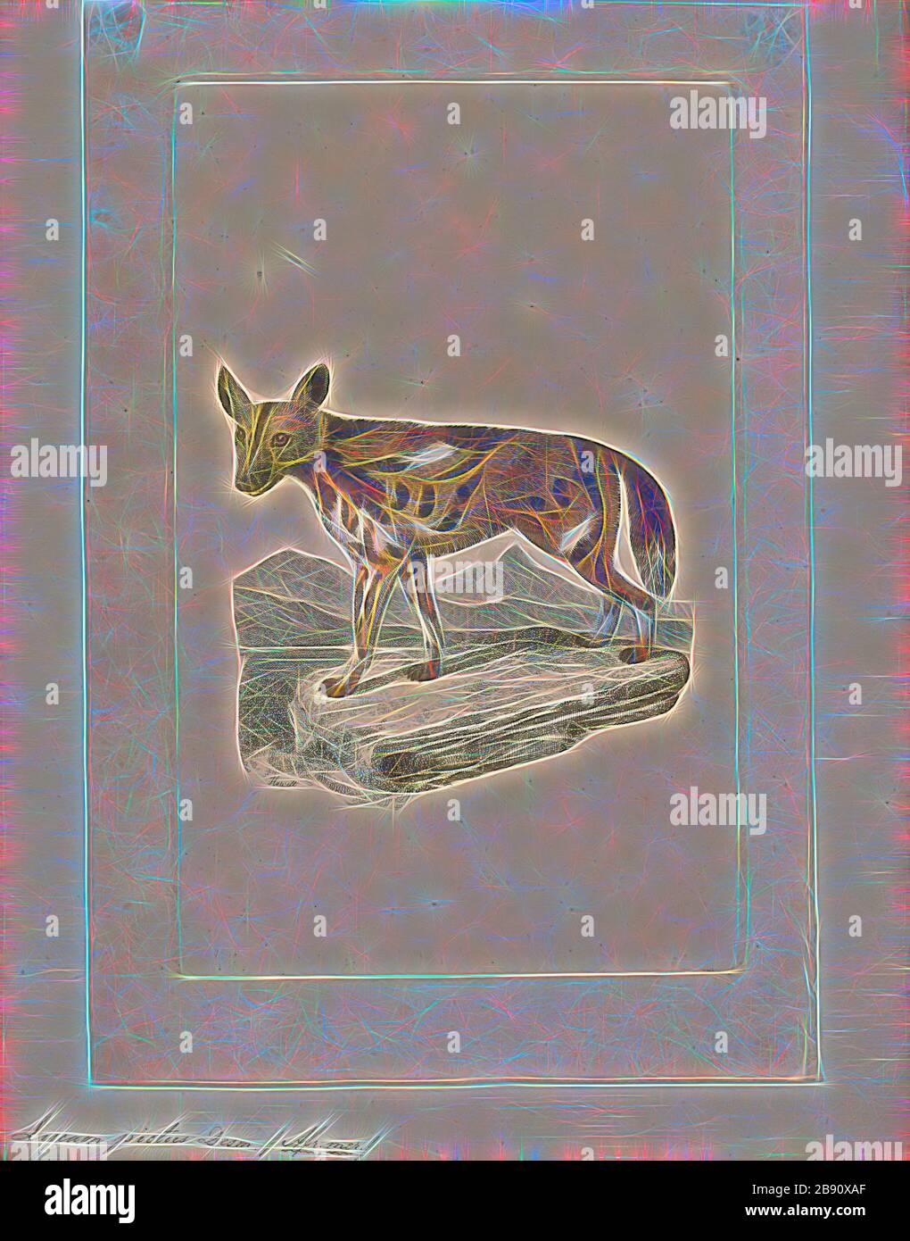 Lycaon pictus, Print, The African wild dog (Lycaon pictus) is a canid ...