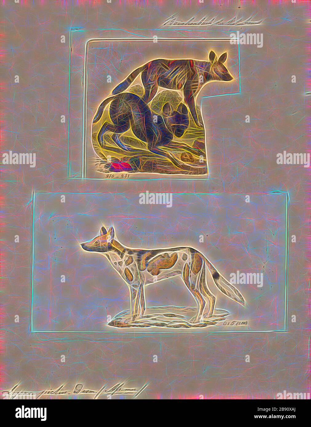 Lycaon pictus, Print, The African wild dog (Lycaon pictus) is a canid ...