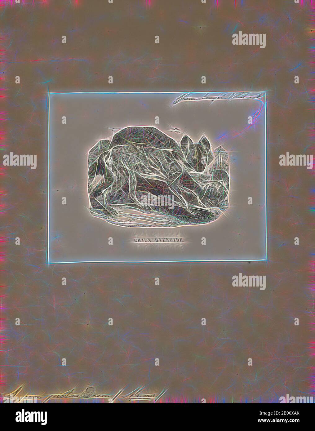 Lycaon pictus, Print, The African wild dog (Lycaon pictus) is a canid ...