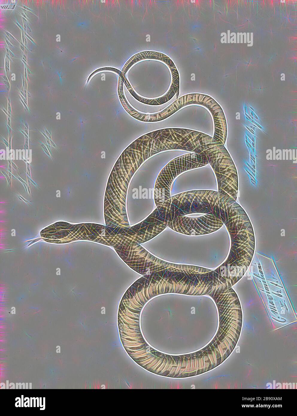 Lycodon audax hi-res stock photography and images - Alamy