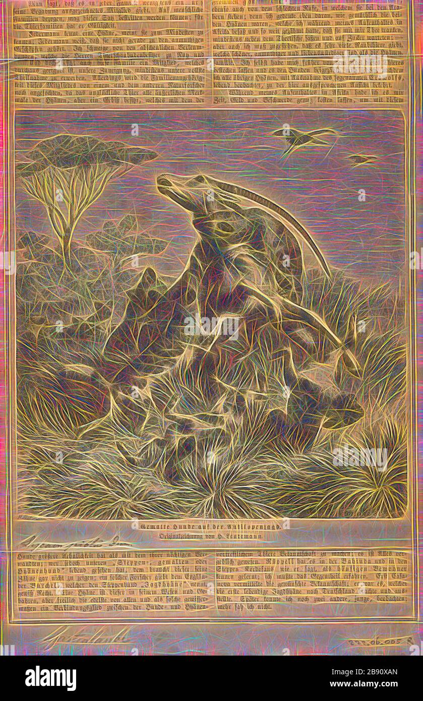 Lycaon pictus, Print, The African wild dog (Lycaon pictus) is a canid ...