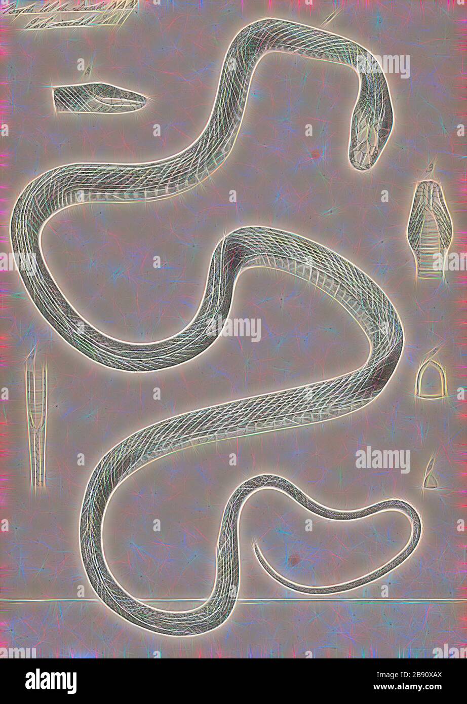 Lycodon bicarinatus, Print, Lycodon subcinctus, Malayan banded ...