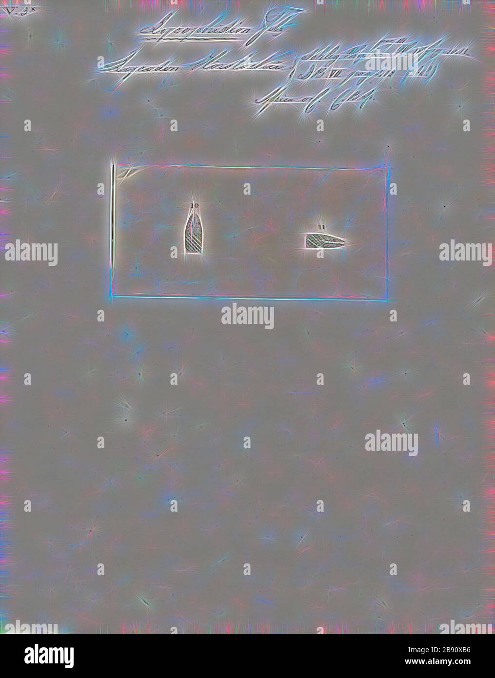 Lycodon horstockii, Print, Lycodon subcinctus, Malayan banded wolfsnake ...