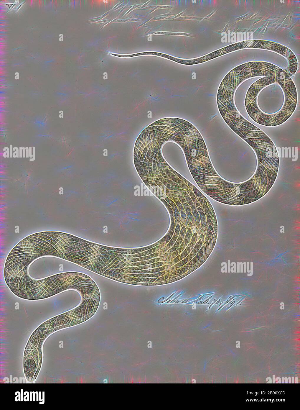 Lycodon petolarius, Print, Lycodon subcinctus, Malayan banded wolfsnake ...