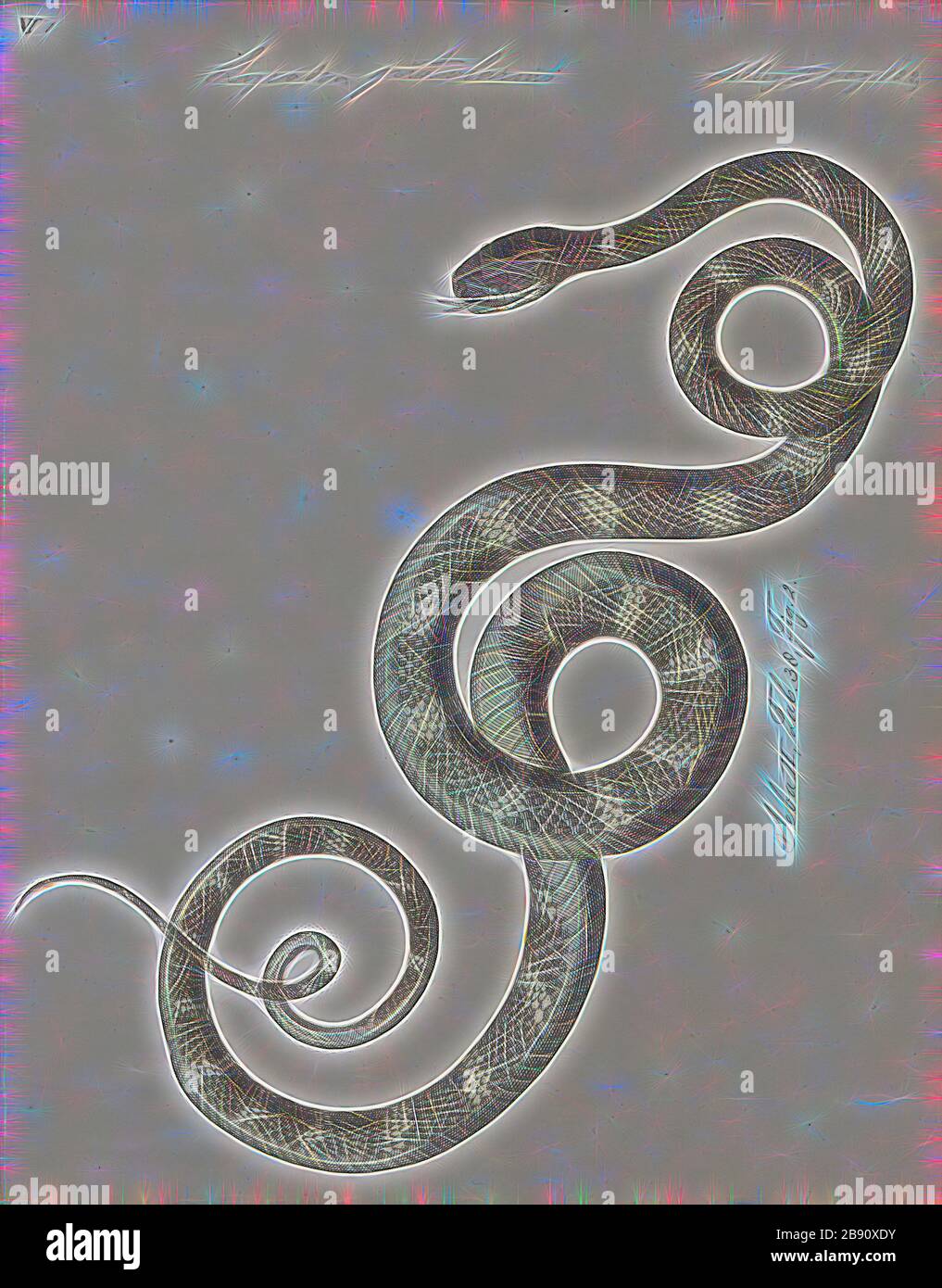 Banded wolfsnake hi-res stock photography and images - Alamy