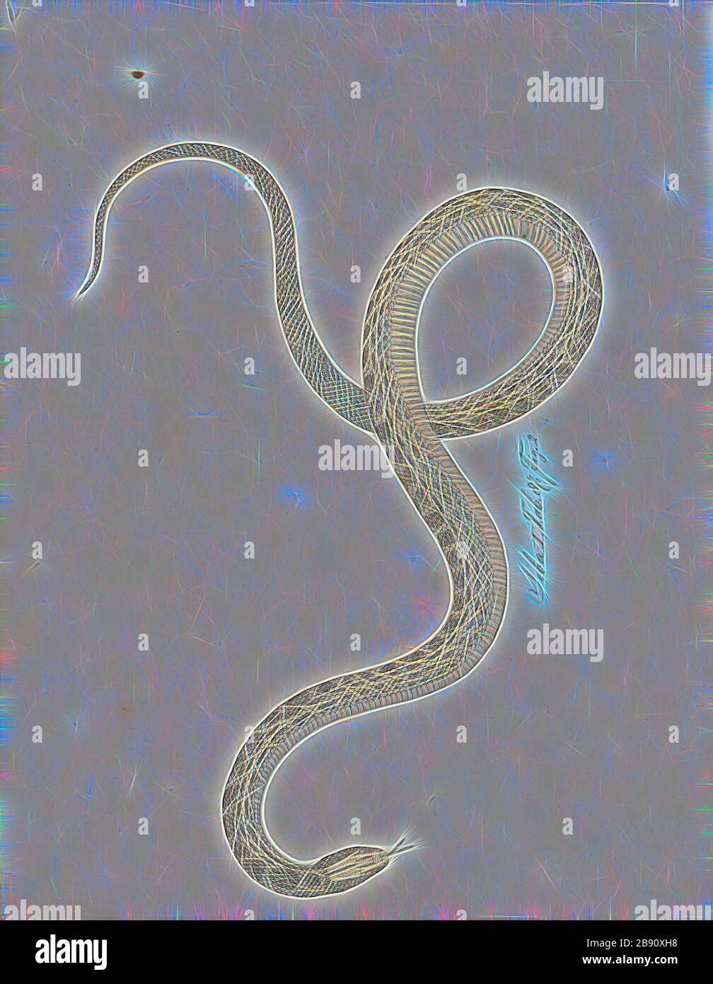 Banded wolfsnake hi-res stock photography and images - Alamy