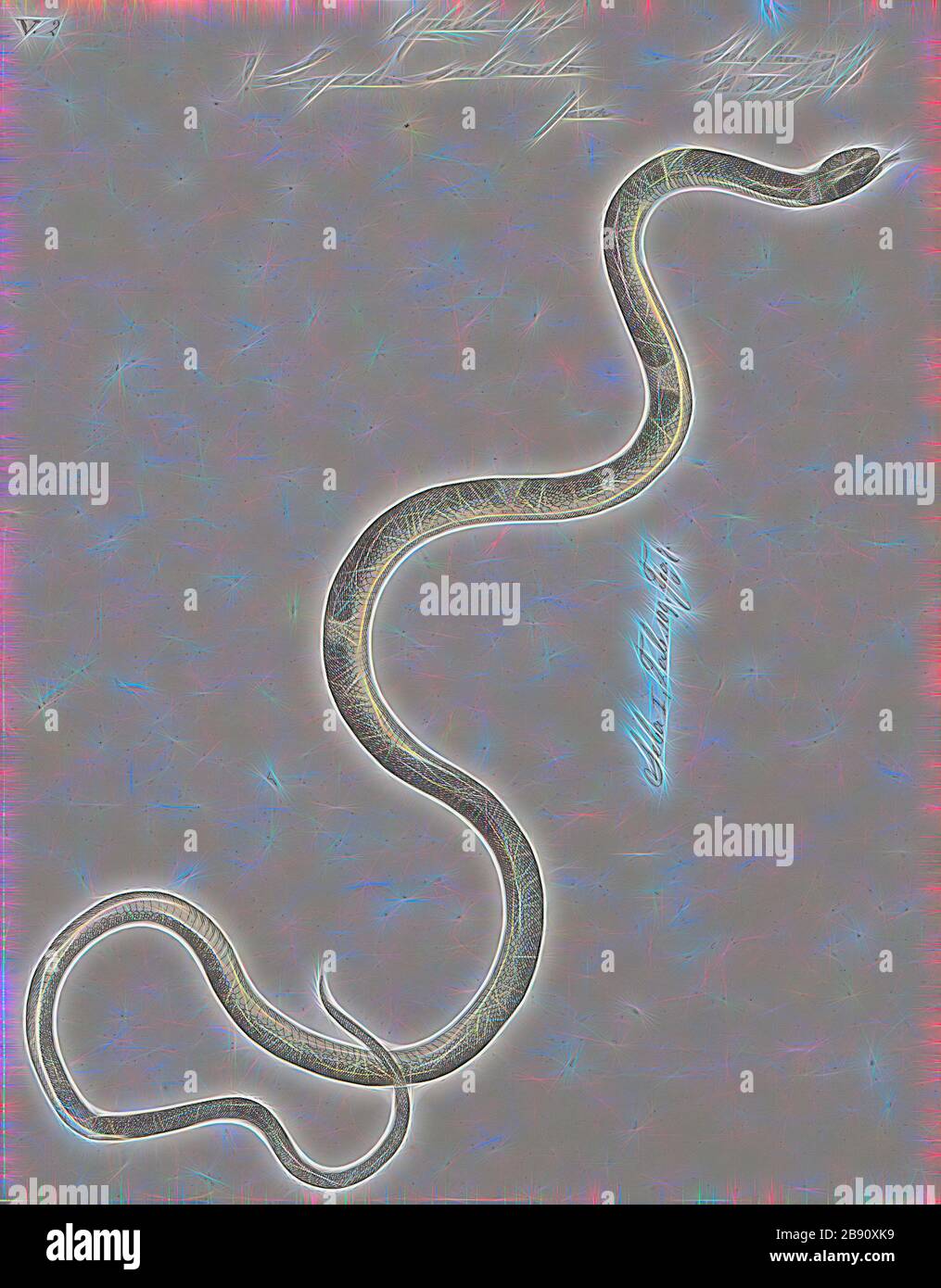 Lycodon subcinctus, Print, Lycodon subcinctus, commonly known as the ...