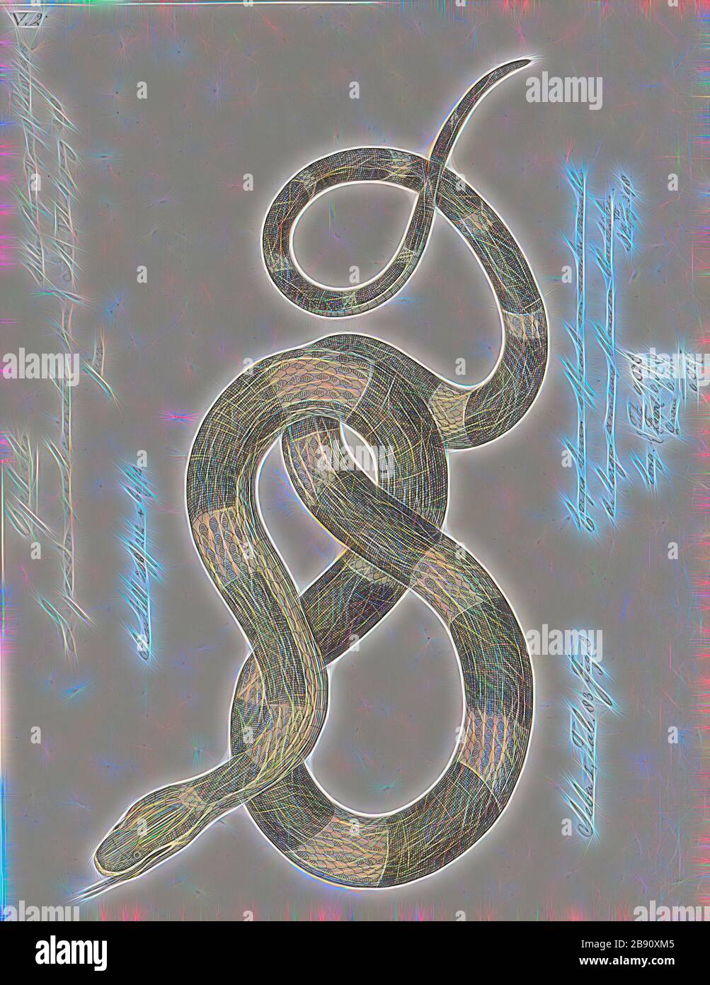 Lycodon subcinctus, Print, Lycodon subcinctus, commonly known as the ...