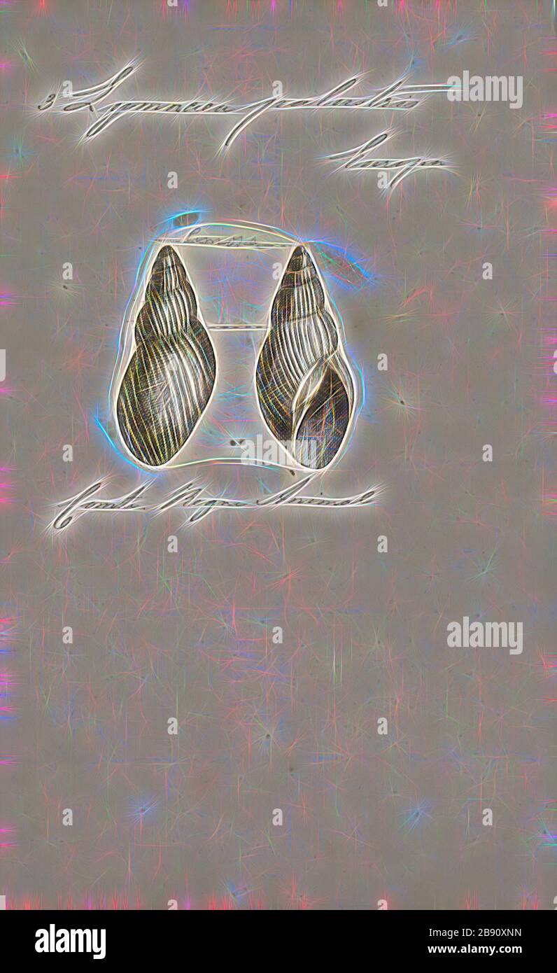 Lymnaea palustris, Print, Lymnaea is a genus of small to large-sized ...