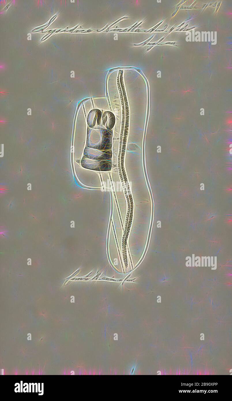 Lysidice ninetta hi-res stock photography and images - Alamy