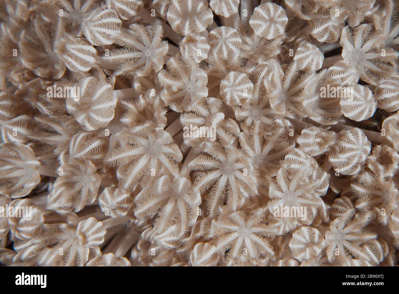 Red Sea Pulsing Xenia, Xenia macrospiculata, Xenidae, soft coral, Sharm ...