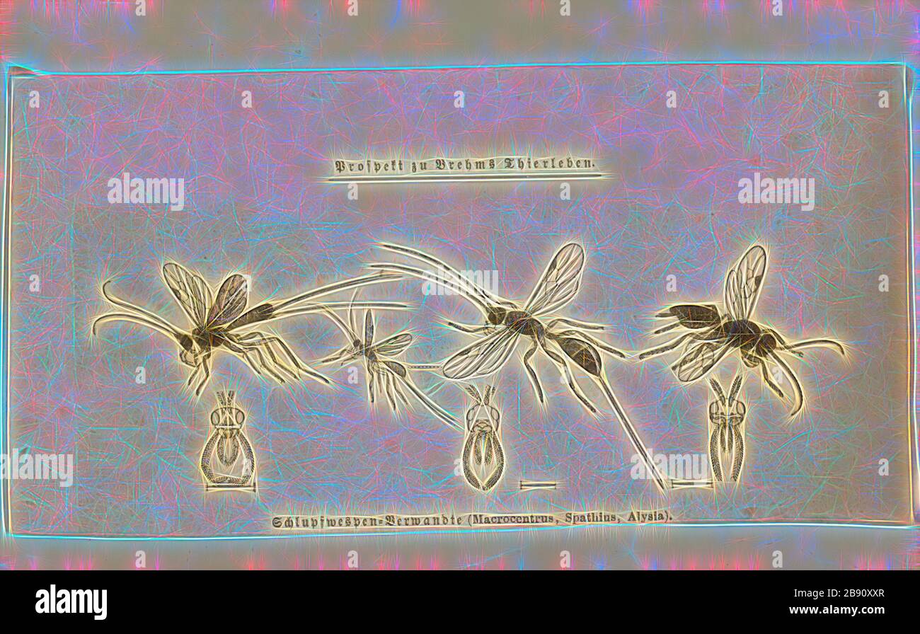 Macrocentrus, Print, Macrocentrus is a genus of braconid wasps in the ...