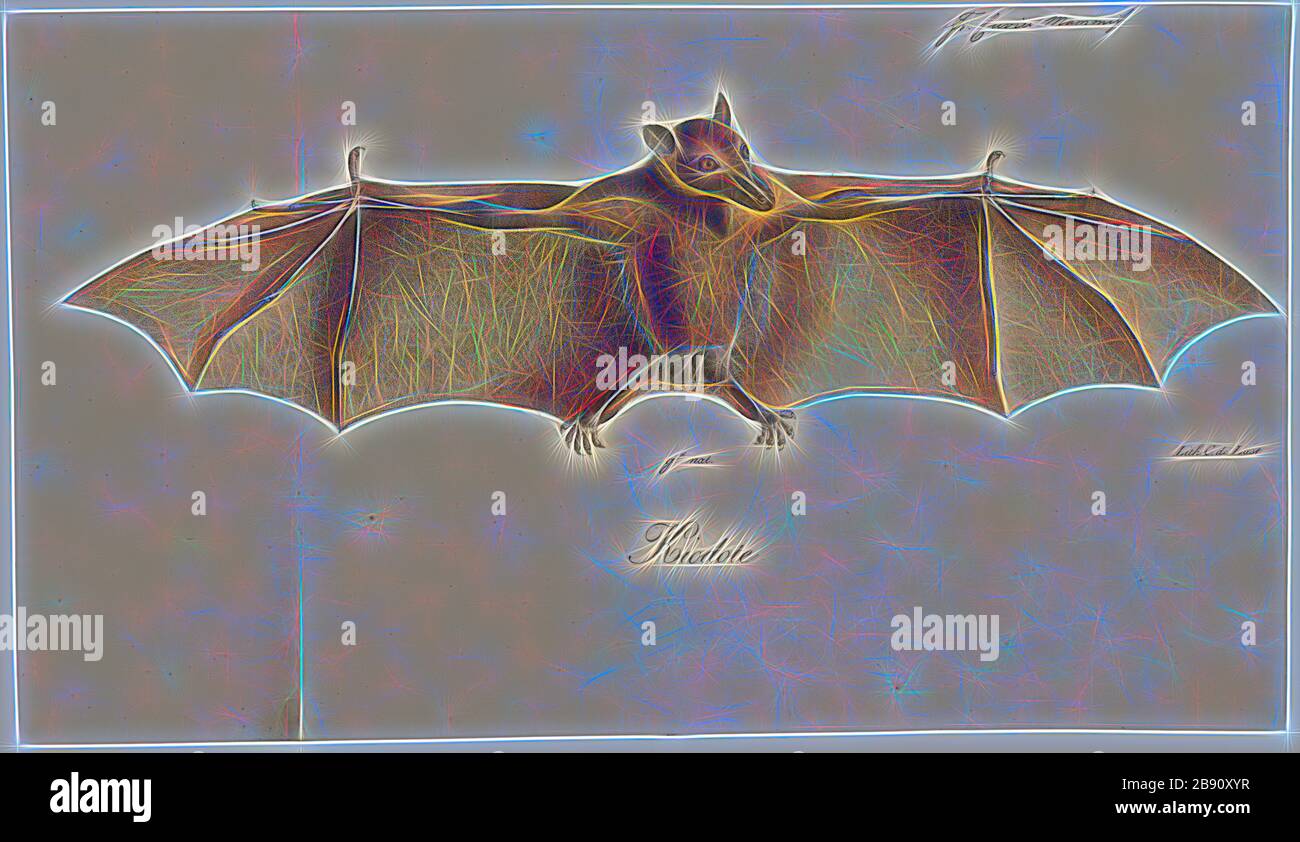 Lesser long nosed bat hi-res stock photography and images - Alamy